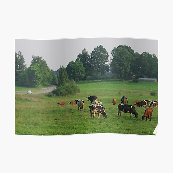 "Cows herd." Poster for Sale by fotorobs | Redbubble