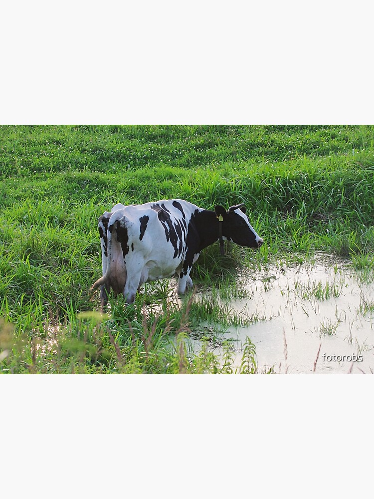 "Straggled cow" Poster for Sale by fotorobs | Redbubble
