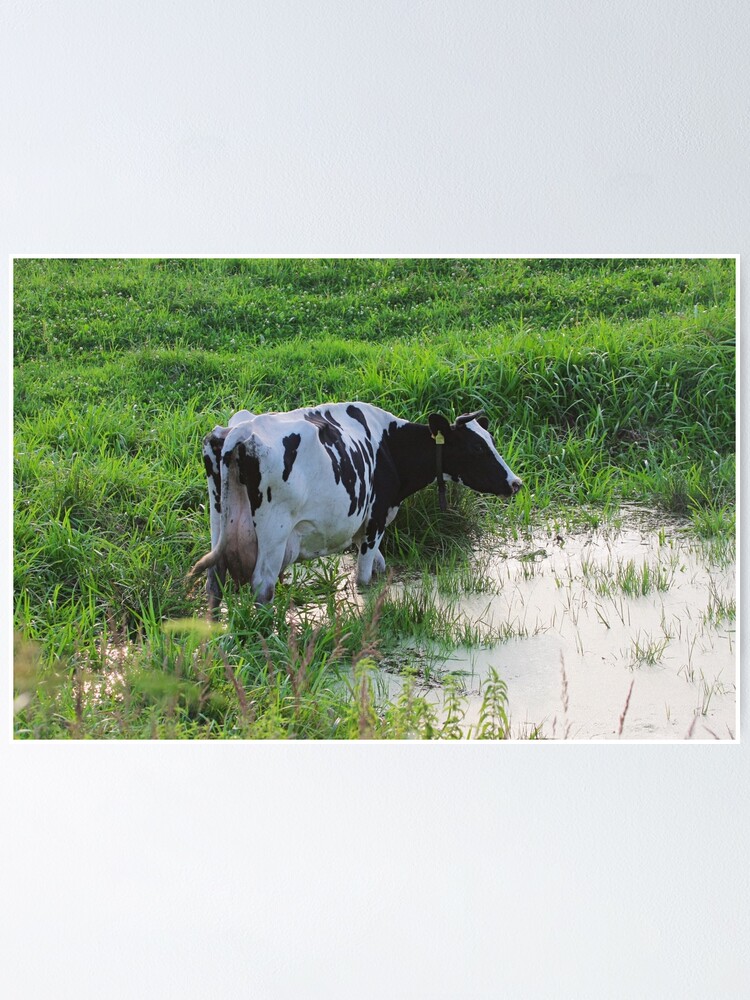 "Straggled cow" Poster for Sale by fotorobs | Redbubble