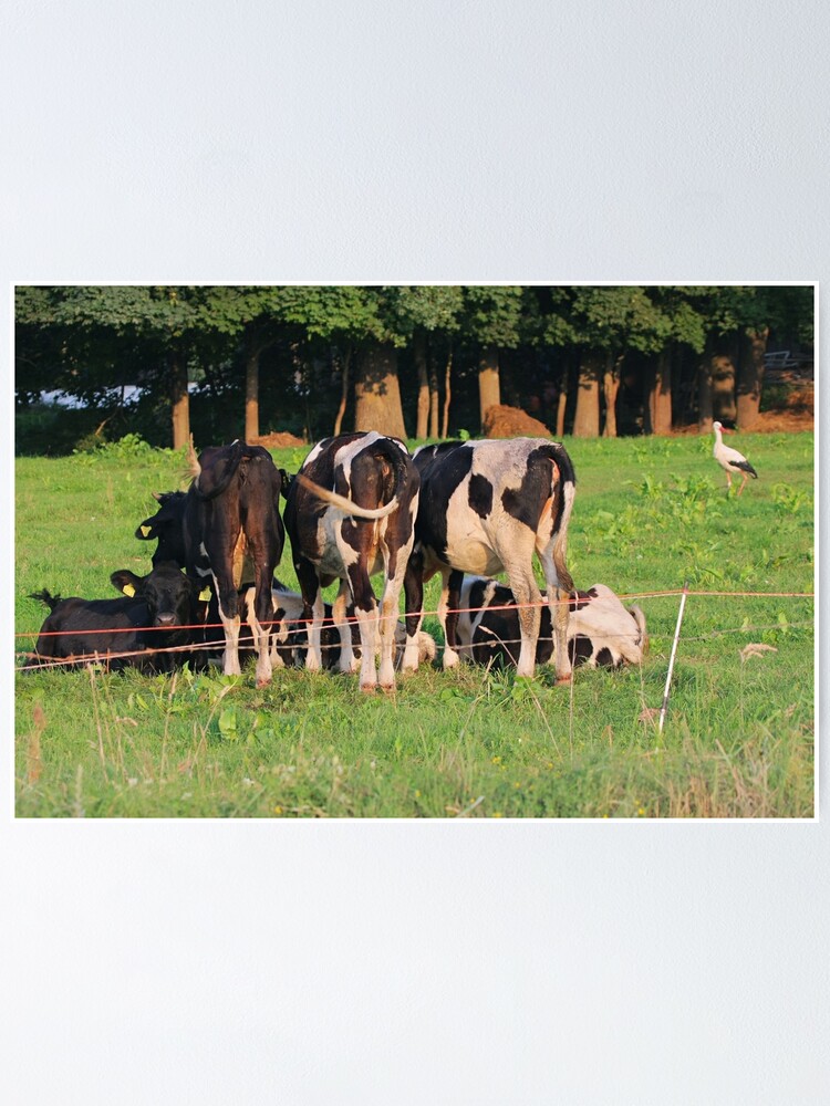 "Cows" Poster for Sale by fotorobs | Redbubble