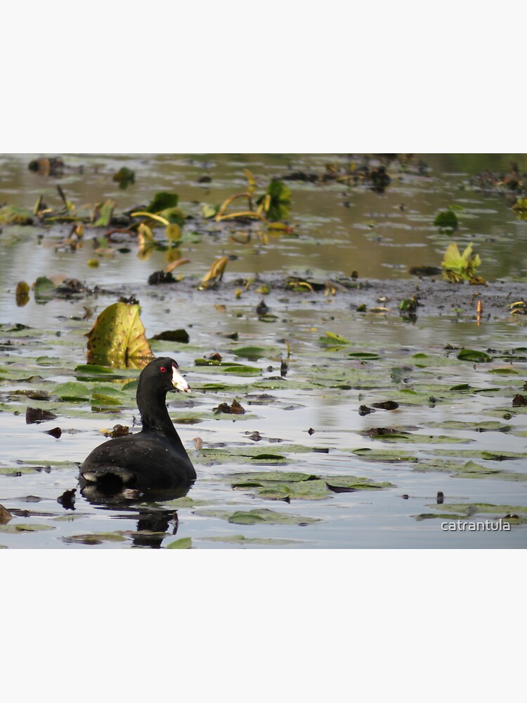 "Coot" Sticker for Sale by catrantula | Redbubble
