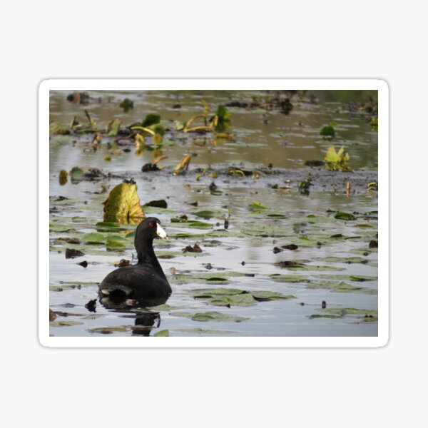 "Coot" Sticker for Sale by catrantula | Redbubble
