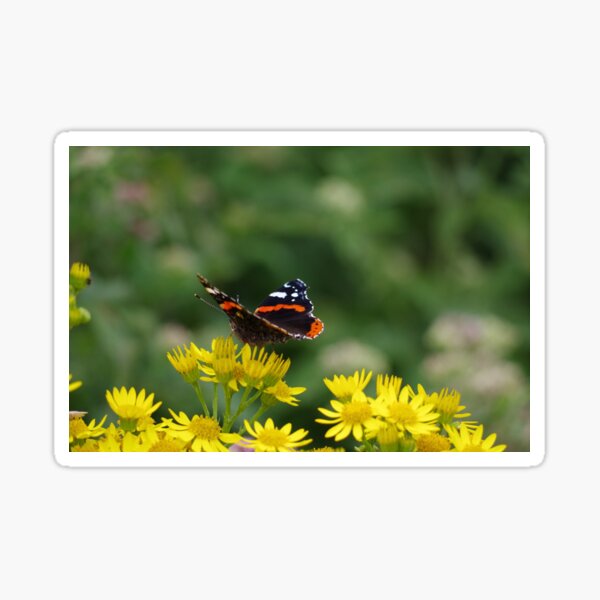 "Red Admiral Butterfly" Sticker for Sale by CORNISHPHOTOS | Redbubble