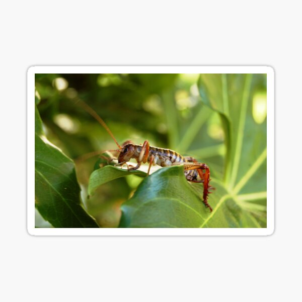 "Weta, native New Zealand grasshopper" Sticker by readjones | Redbubble