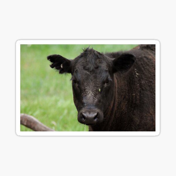 Angus Bull Stickers | Redbubble