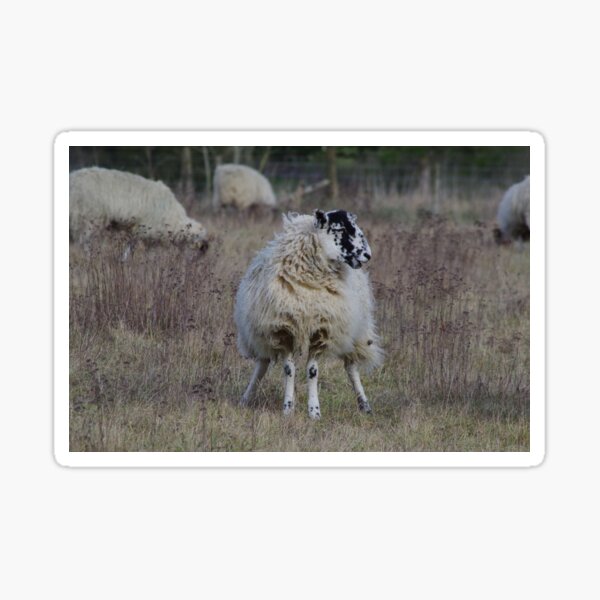 "Sheep " Sticker by CORNISHPHOTOS | Redbubble