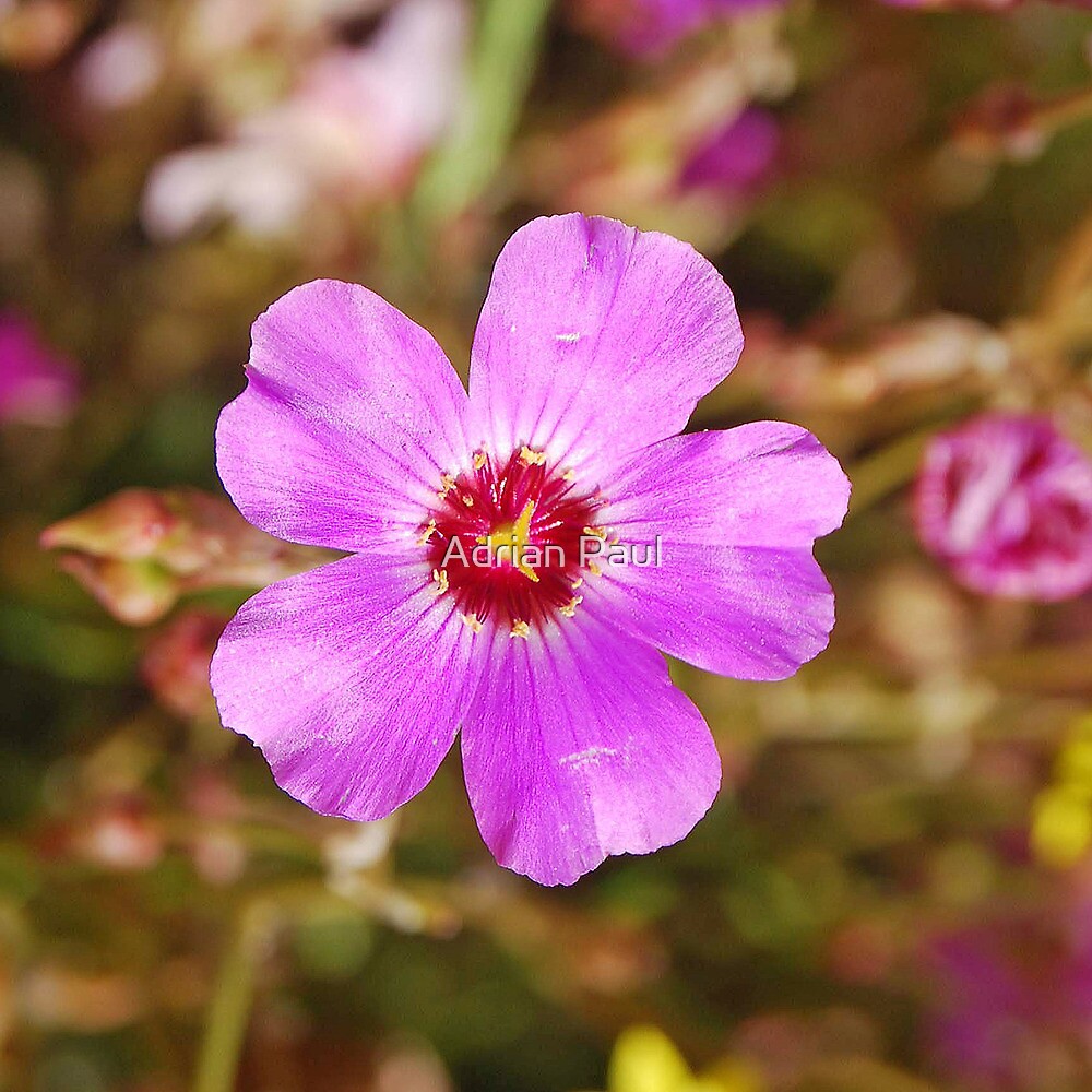 "Sturt's Desert Rose, Kings Park, Perth, Western Australia" by Adrian ...