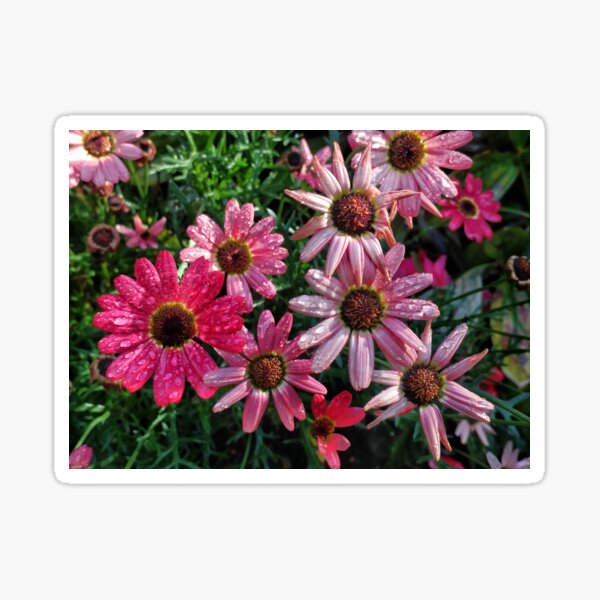 "Pink Asters" Sticker by OliviaHathaway | Redbubble