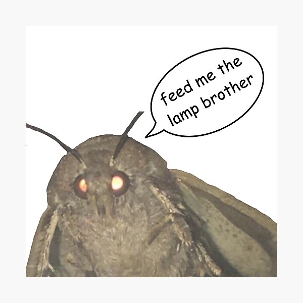 "Moth Lamp Meme" Photographic Print for Sale by mistyypeach | Redbubble