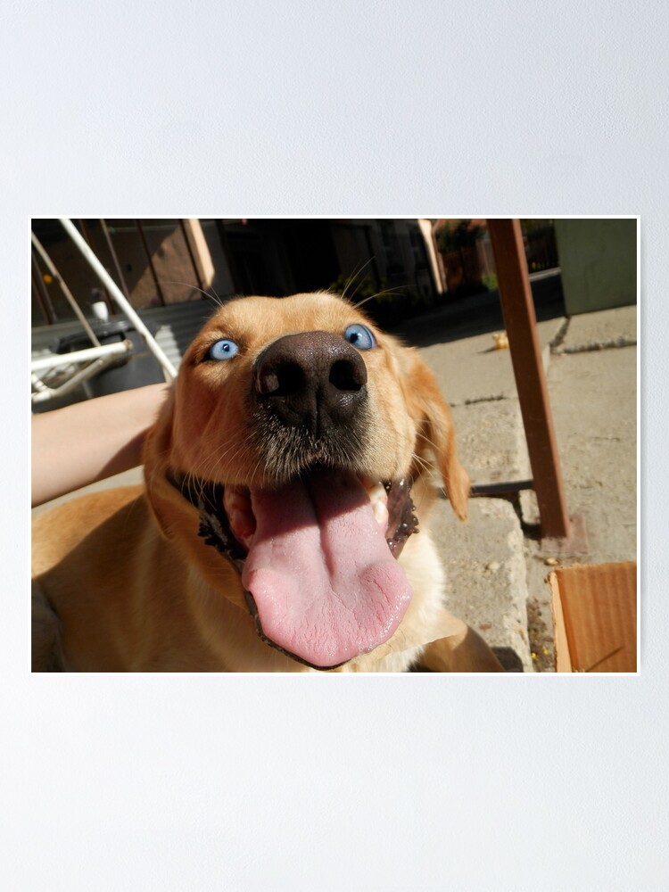 "Kiss Love Drool" Poster for Sale by GolemAura | Redbubble