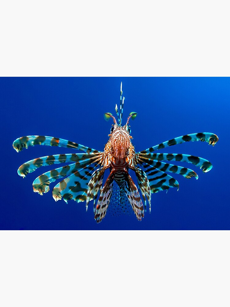 "Lionfish" Poster for Sale by henryjager | Redbubble