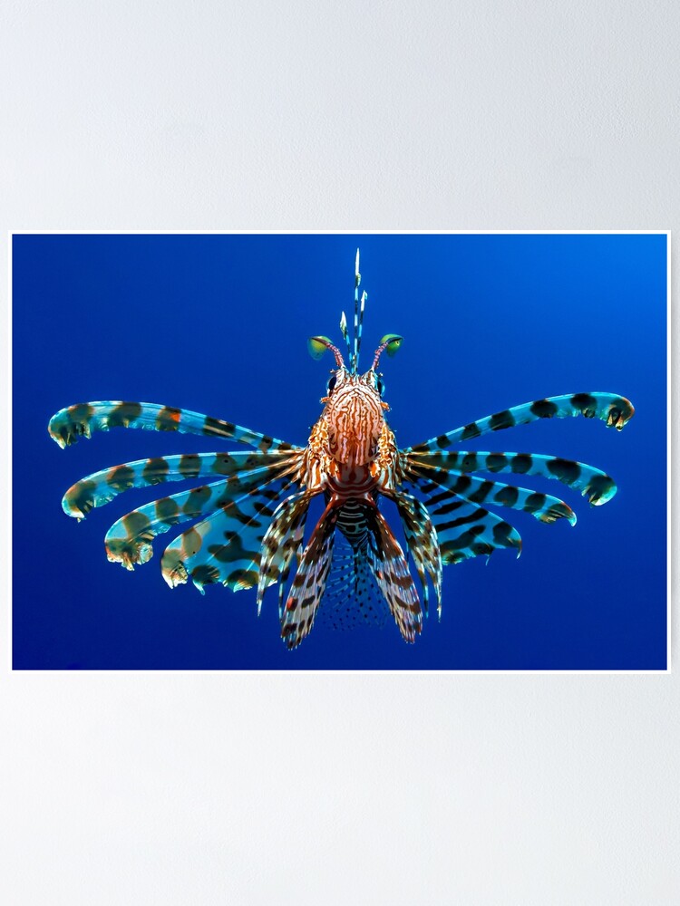 "Lionfish" Poster for Sale by henryjager | Redbubble
