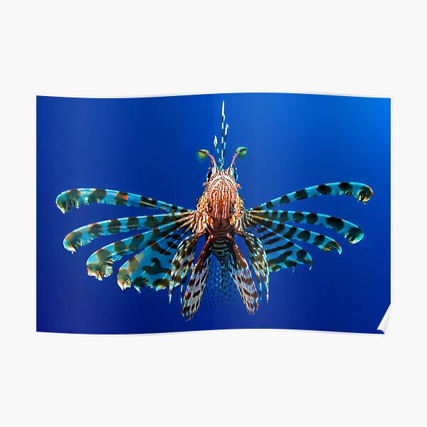 "Lionfish" Poster for Sale by henryjager | Redbubble