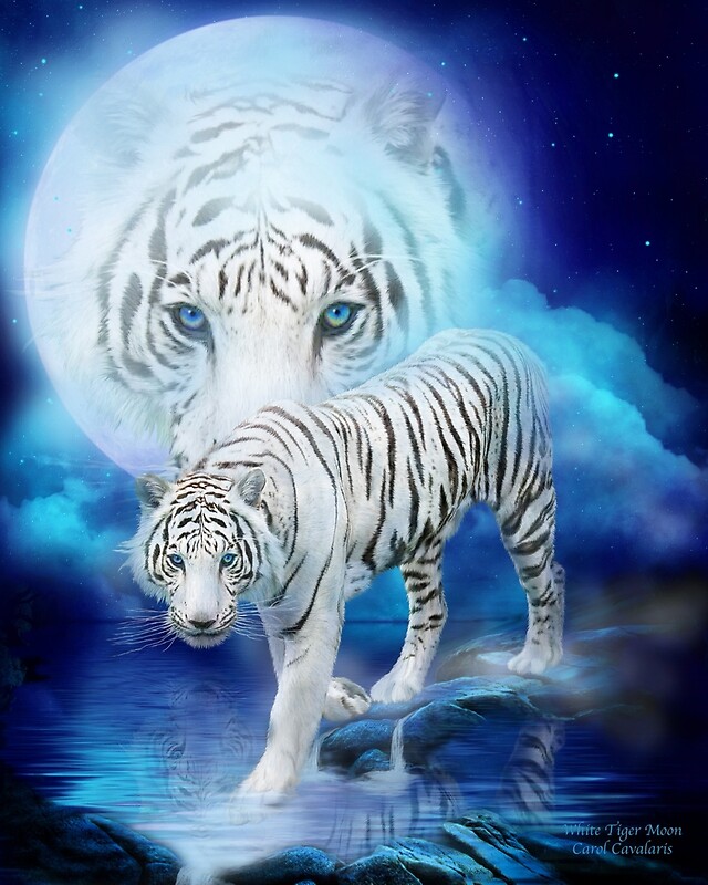 "White Tiger Moon" by Carol Cavalaris | Redbubble