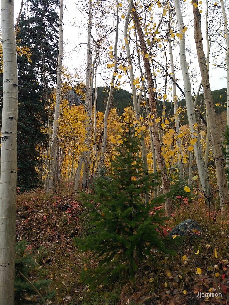 "Early Autumn. Fall by Independence Pass Colorado The perfect setup for ...
