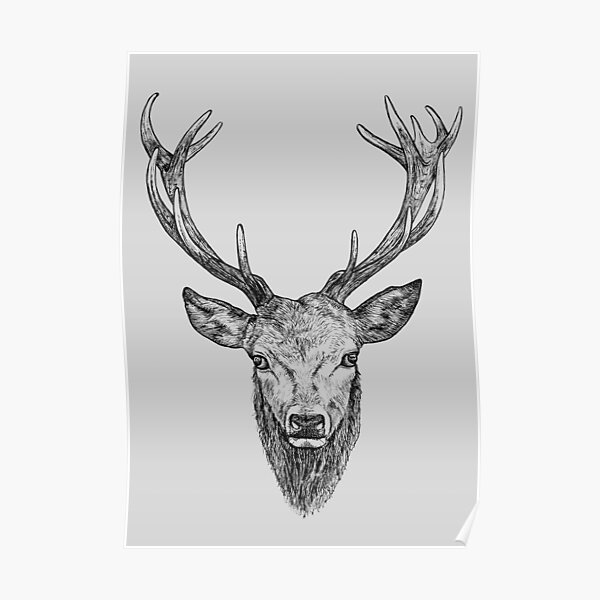 "Scottish Stag, pen and ink illustration, detailed drawing" Poster by ...