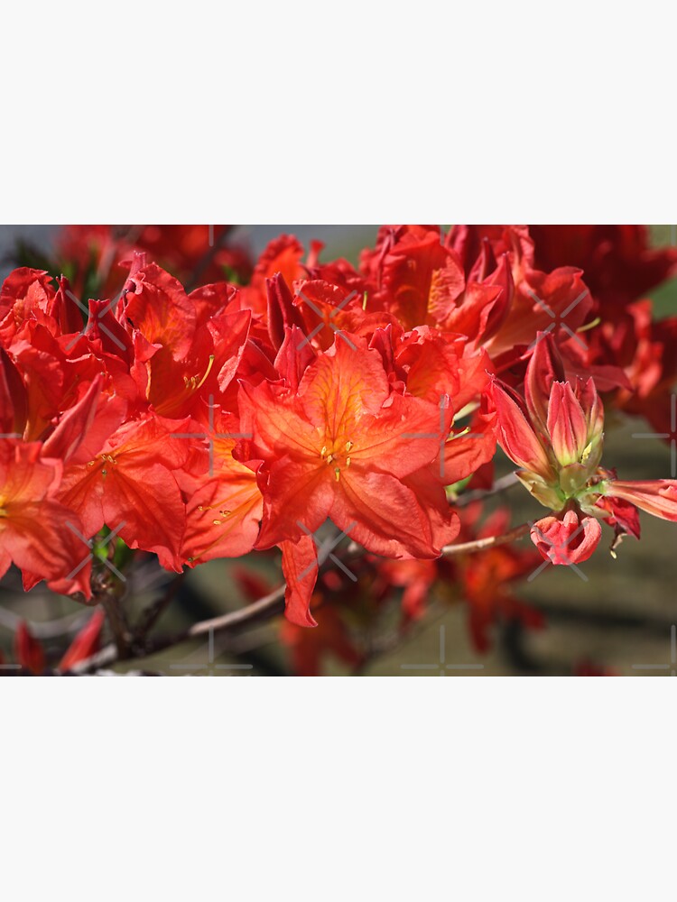 "Burnt Orange Azalea Flowers" Sticker for Sale by bubbleblue | Redbubble