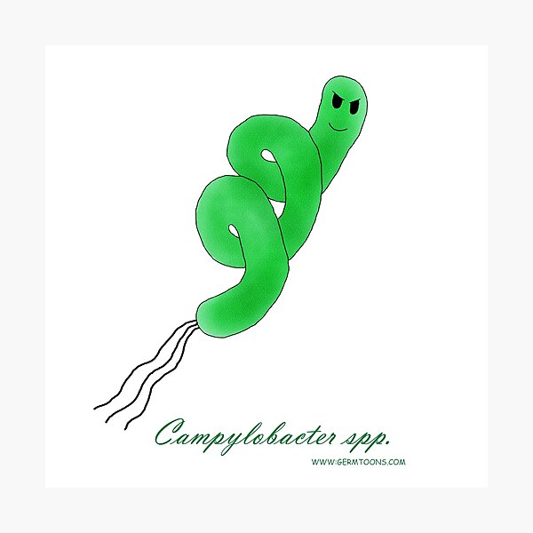 Lámina fotográfica «Dibujos animados de Campylobacter spp.» de MATAL ...