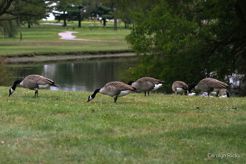 "Golf Course Geese" by WeeZie | Redbubble