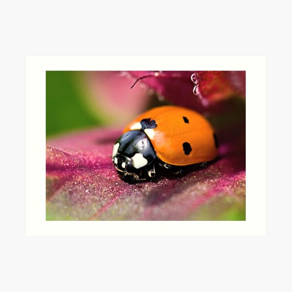 "Ladybird - Ladybug - Marienkäfer - Glückskäfer II" Art Print for Sale ...