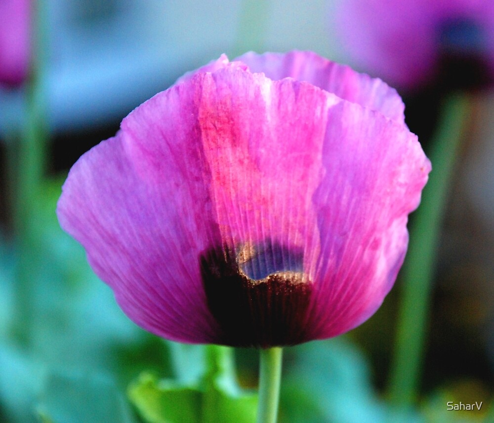 "Pink poppy" by SaharV | Redbubble