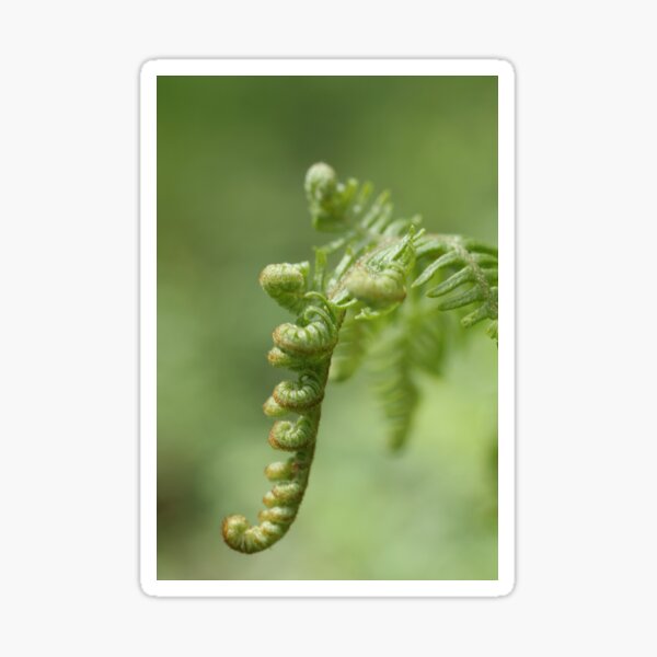 "Fern" Sticker for Sale by marens | Redbubble