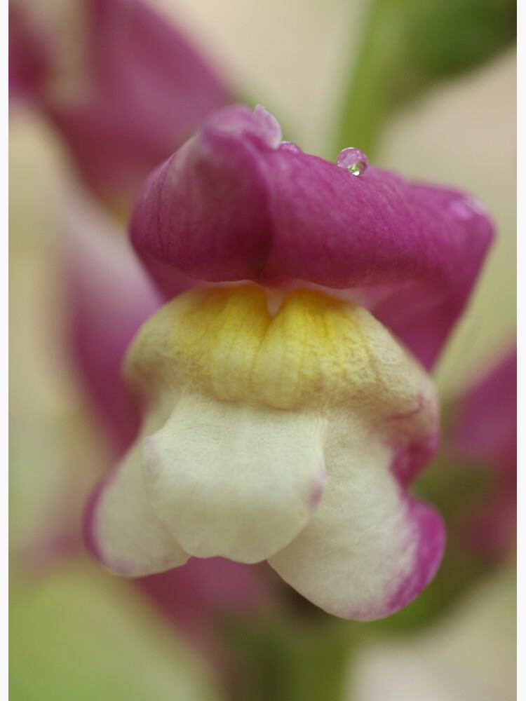 "Snapdragon" Sticker for Sale by marens | Redbubble