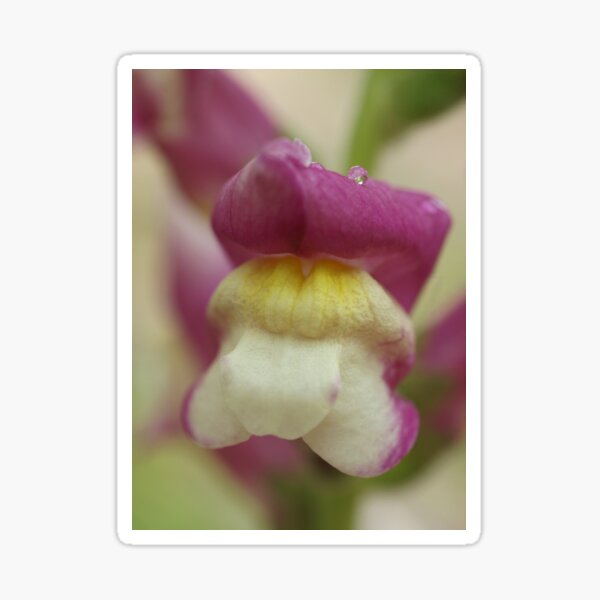 "Snapdragon" Sticker for Sale by marens | Redbubble