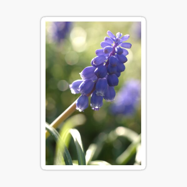 "Muscari" Sticker for Sale by marens | Redbubble