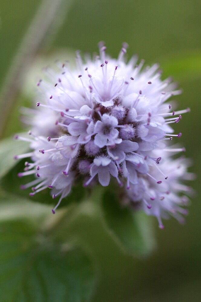 "Water Mint" by marens | Redbubble