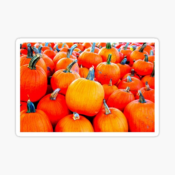 "Small Pumpkins" Sticker by Cynthia48 | Redbubble