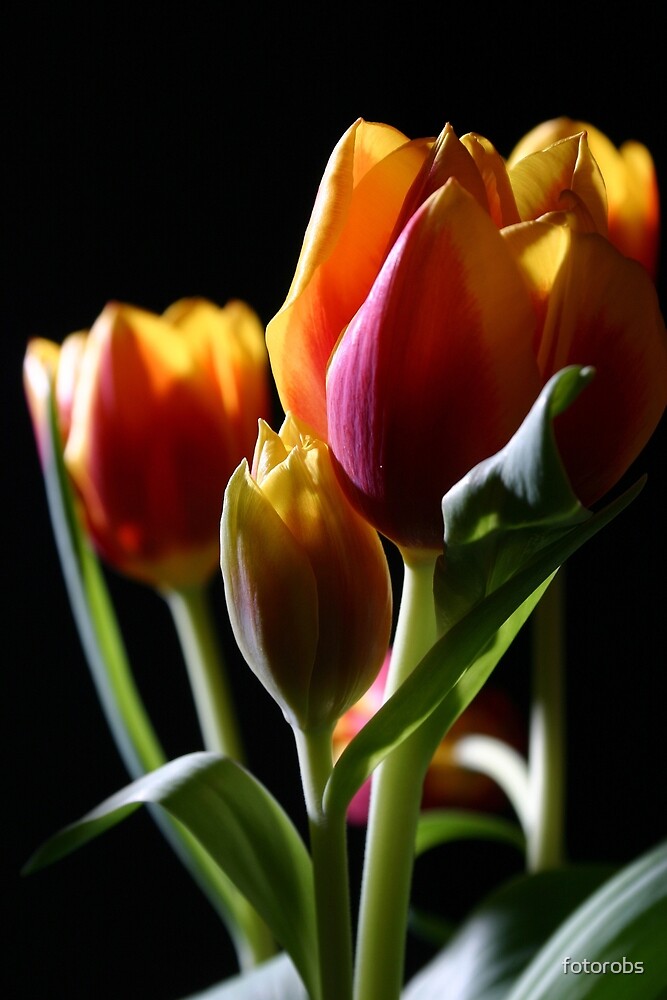 "Tulips in studio" by fotorobs | Redbubble