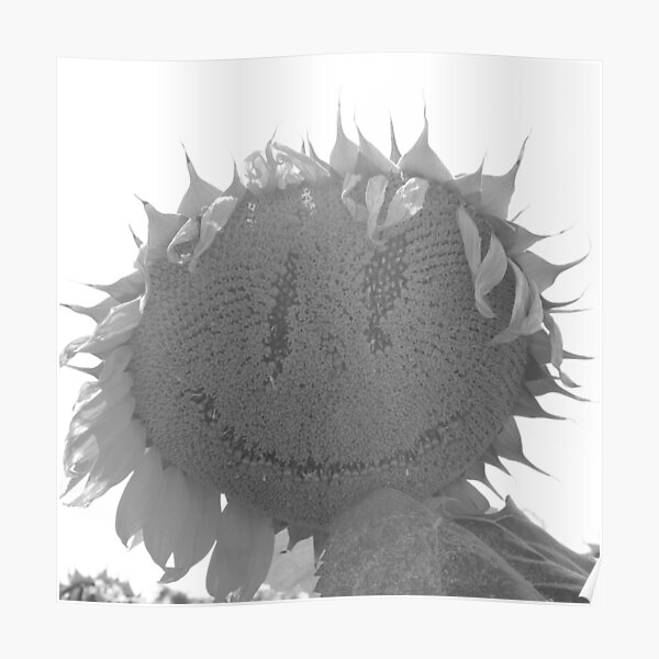 "Spooky Sunflower Face" Poster by Susiesphotos | Redbubble