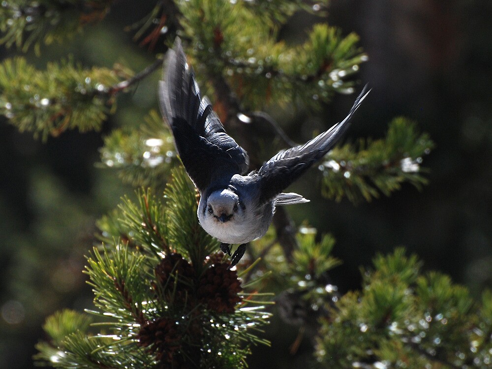 "moose-bird" by Robert C Richmond | Redbubble