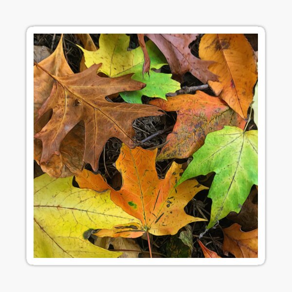 "Early October Leaf Collage 1" Sticker for Sale by bloomingvine | Redbubble