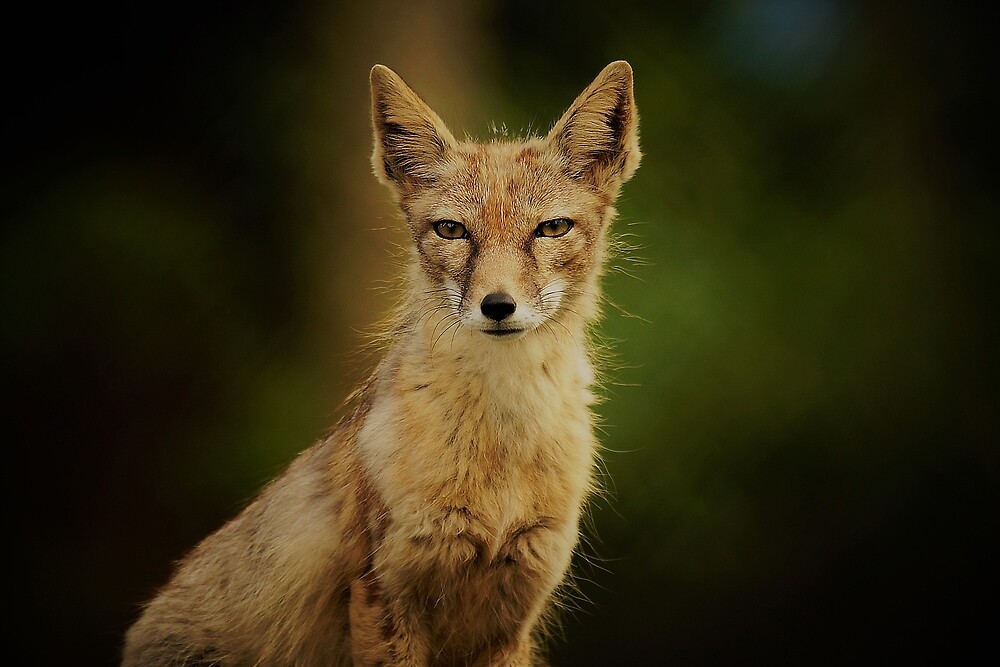 "Corsac fox " by artbyelena | Redbubble