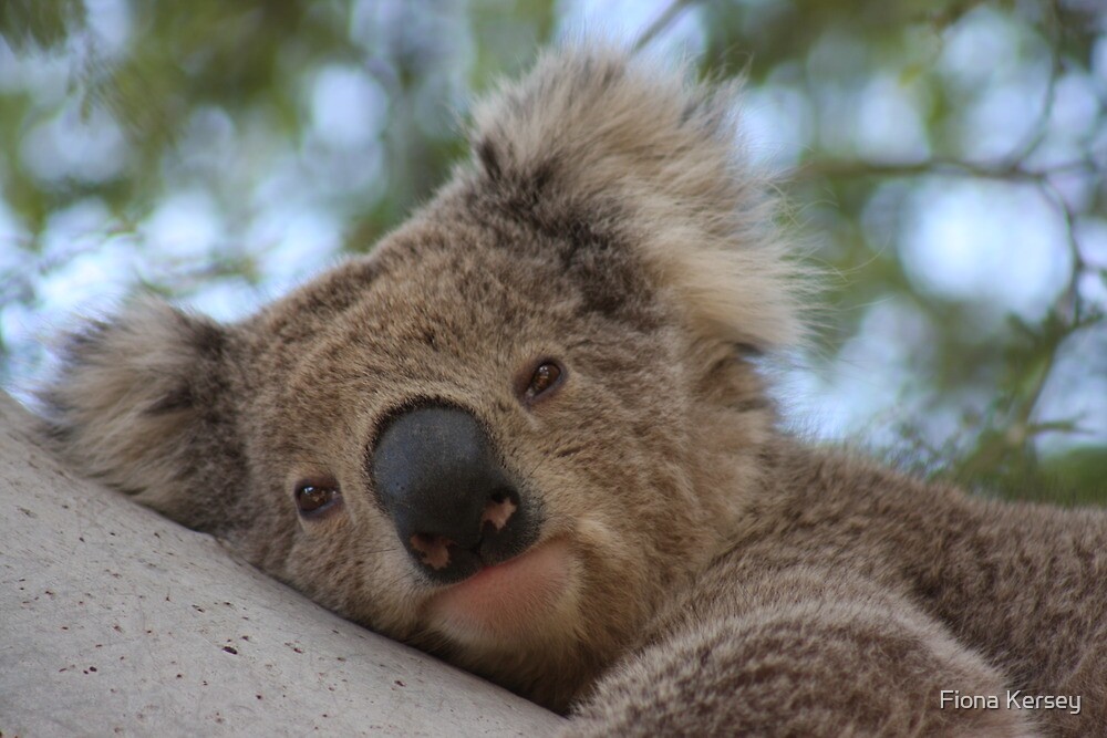 "Beary Cute" by Fiona Kersey | Redbubble