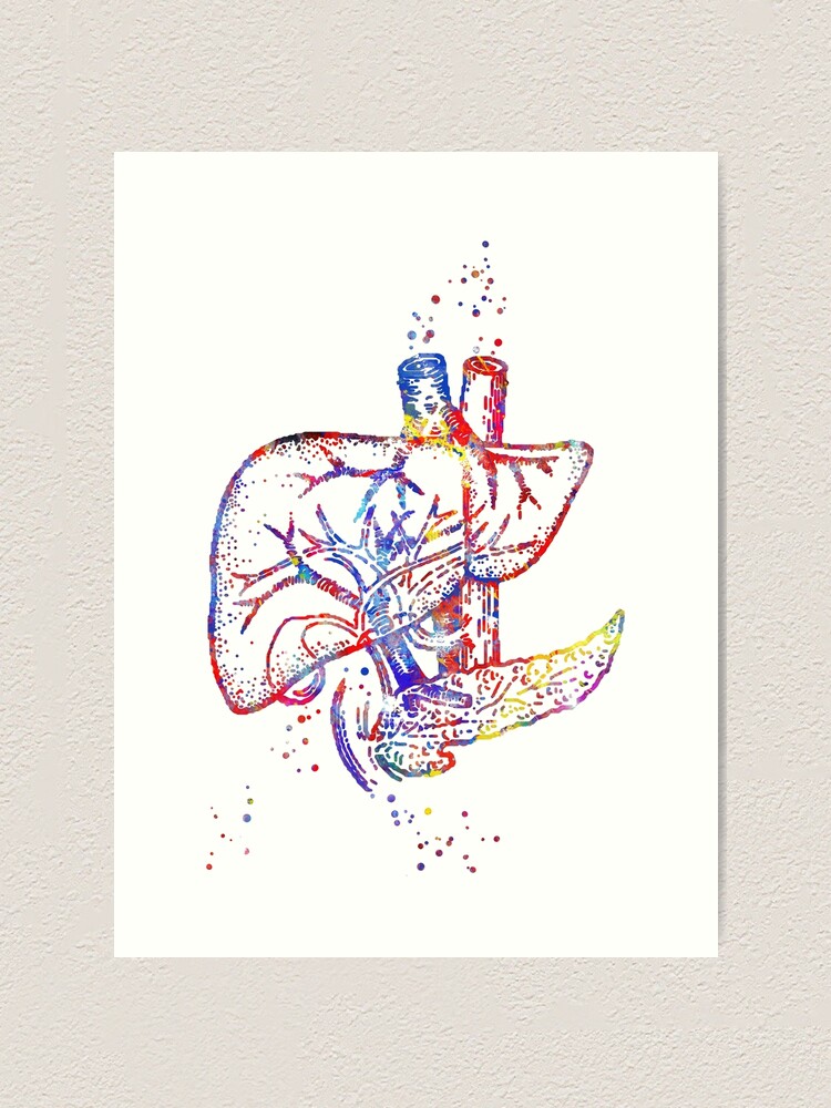 "Liver, human organs, liver art, liver anatomy, human liver anatomy ...