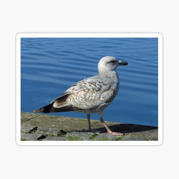 "Gull by the Lakeside" Sticker for Sale by MidnightMelody | Redbubble