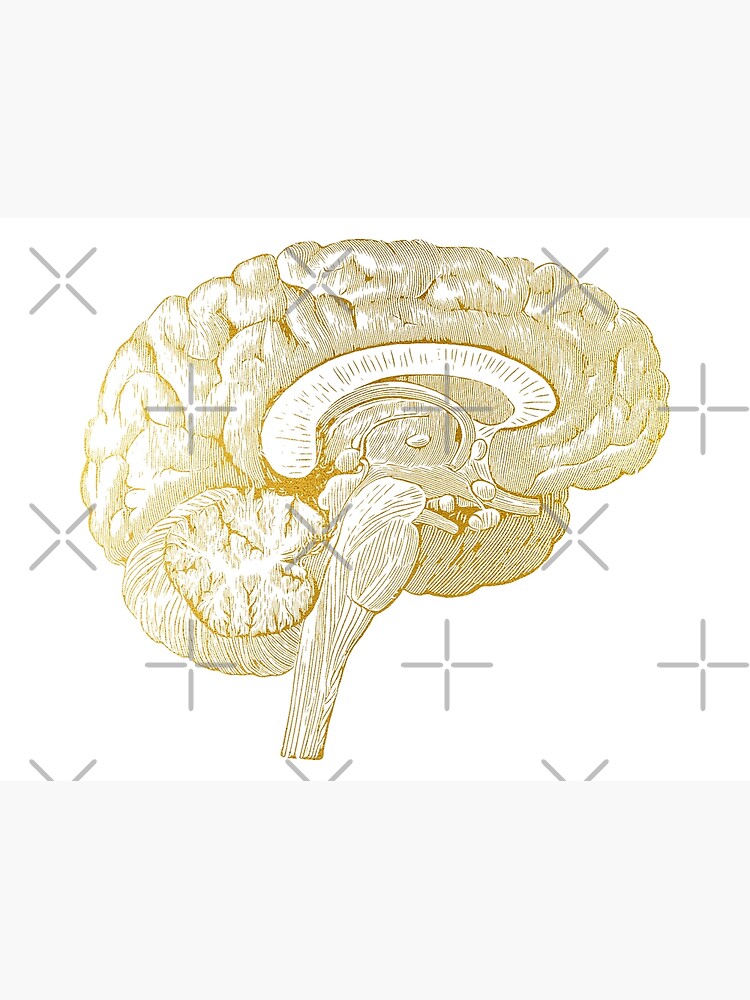 Brain anatomy cross section Premium Matte Vertical Poster sold by ...