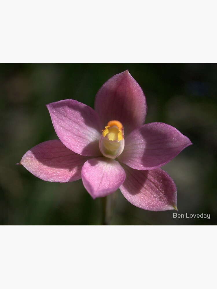 "Rubra" Poster by fuzzi | Redbubble