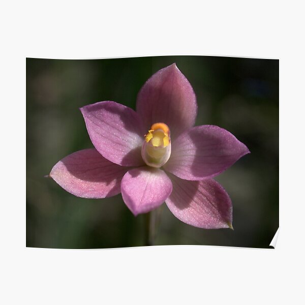 "Rubra" Poster by fuzzi | Redbubble