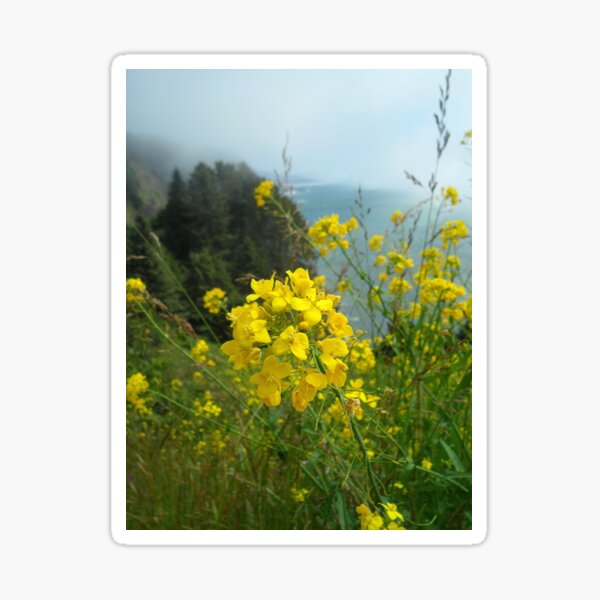 "Yellow Flowers on Oregon Coast" Sticker for Sale by HilaryLeslie ...