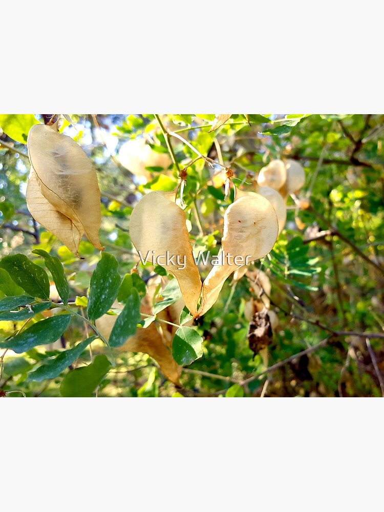 "Heart Senna" Poster for Sale by NDWBaubles | Redbubble