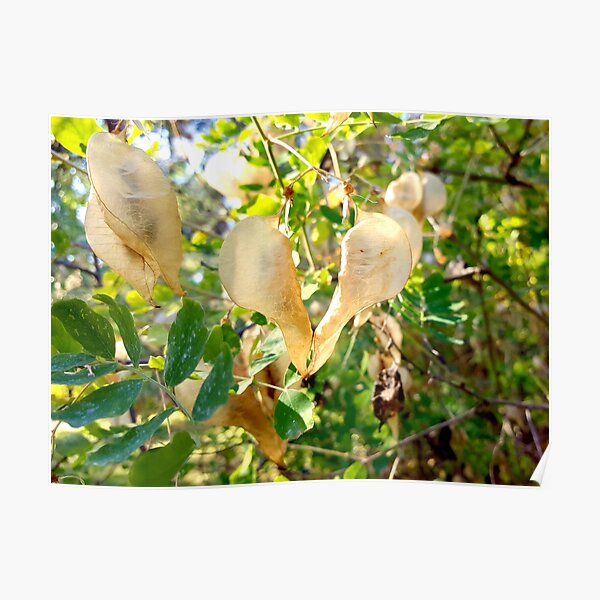 "Heart Senna" Poster for Sale by NDWBaubles | Redbubble