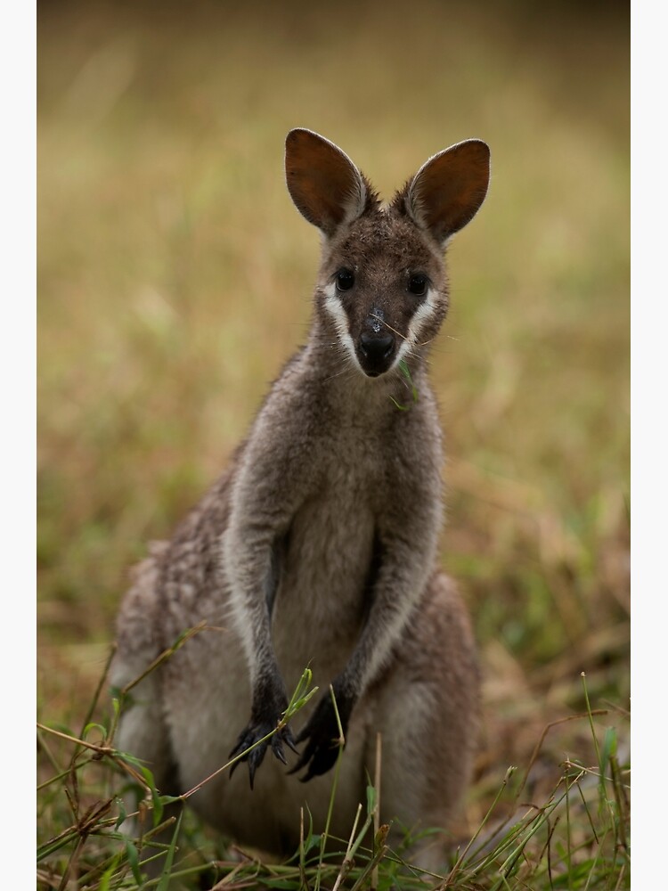 "Cutie Pie" Poster for Sale by JennyDean | Redbubble