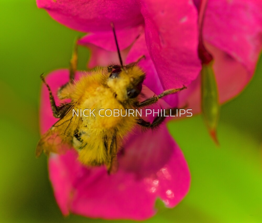 "BEE PASSION" by NICK COBURN PHILLIPS | Redbubble