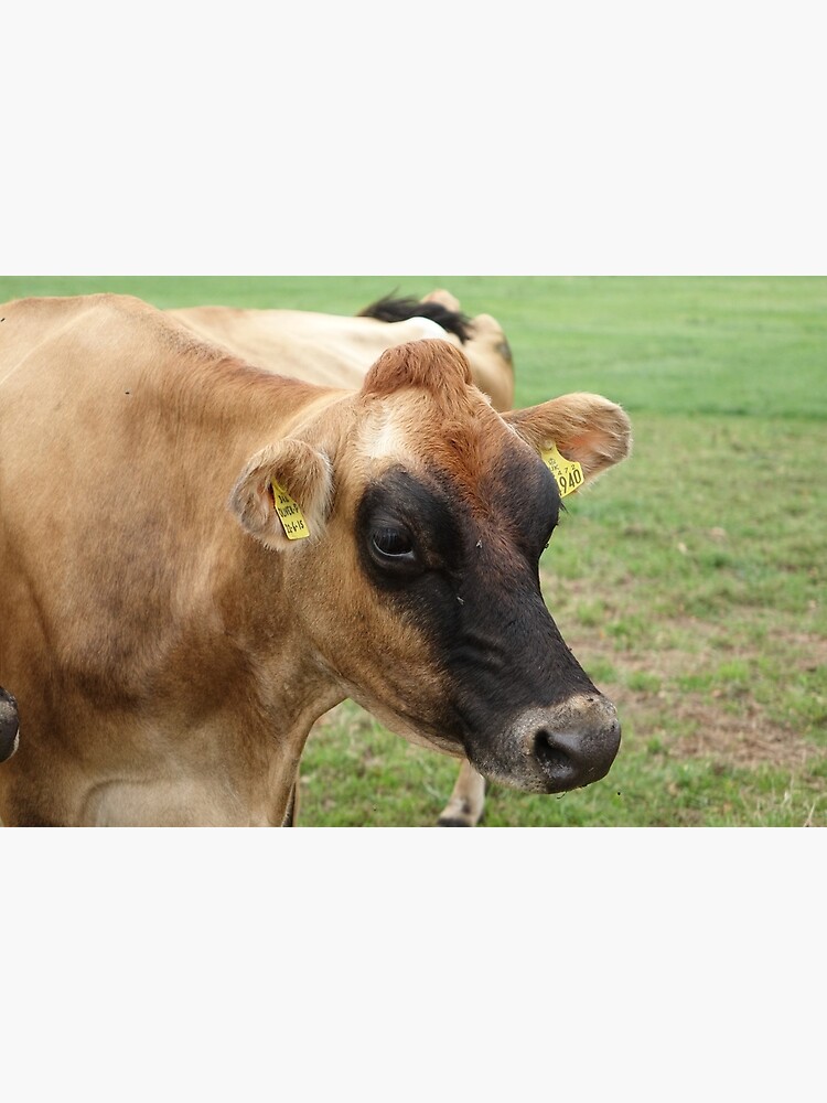 "Devon Cow" Poster by frogs123 | Redbubble