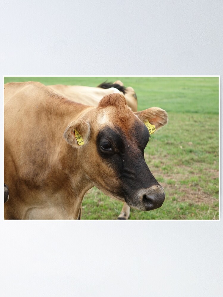 "Devon Cow" Poster by frogs123 | Redbubble