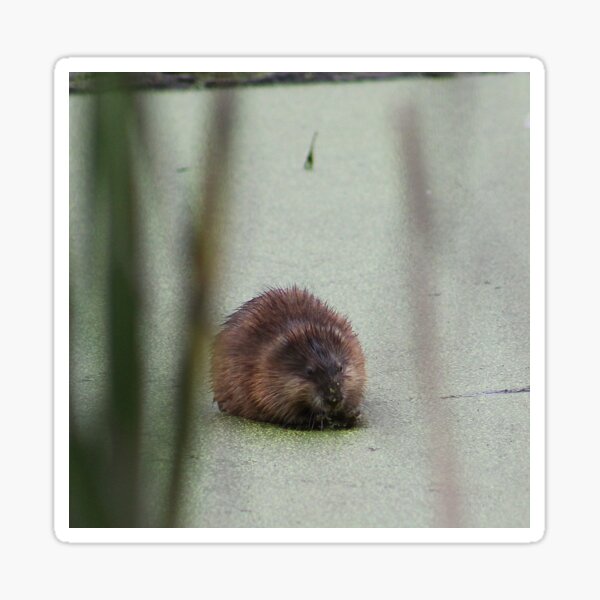 "Algae Nose-Muskrat" Sticker for Sale by Sharon1955 | Redbubble